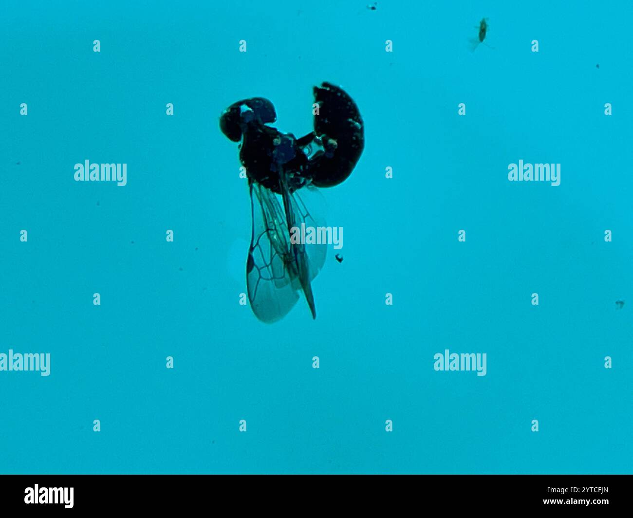 Bees and Apoid Wasps (Apoidea Stock Photo - Alamy