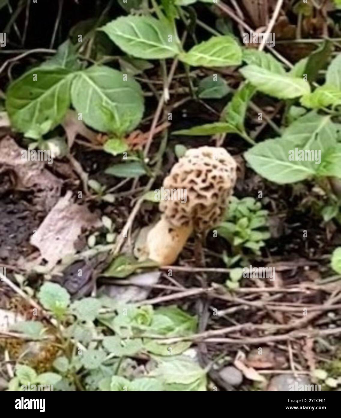 true morels (Morchella Stock Photo - Alamy