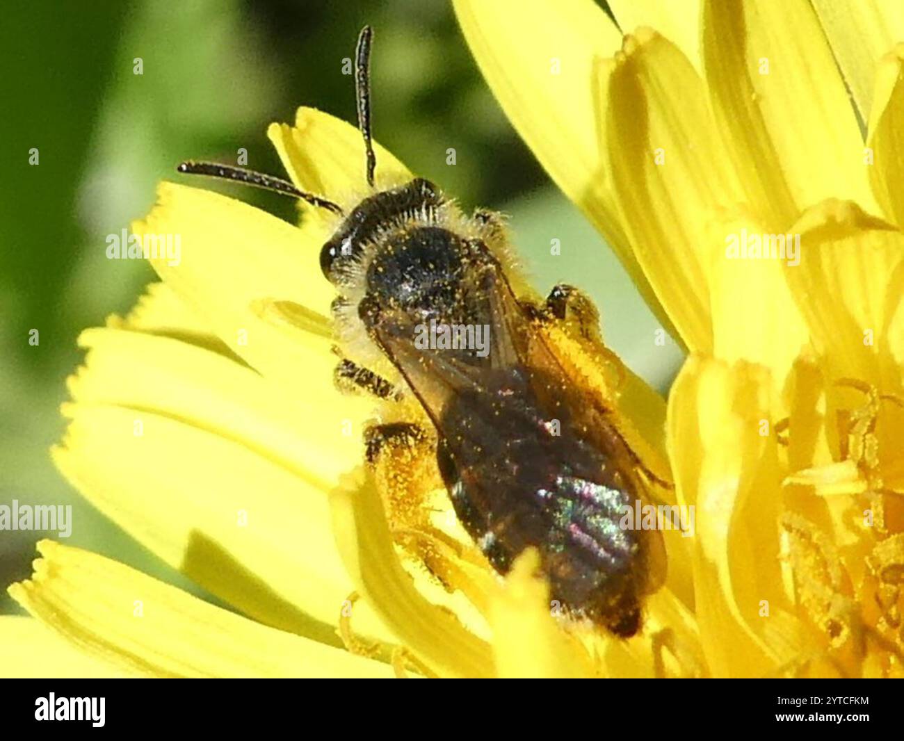 Mining Bees (Andrena Stock Photo - Alamy