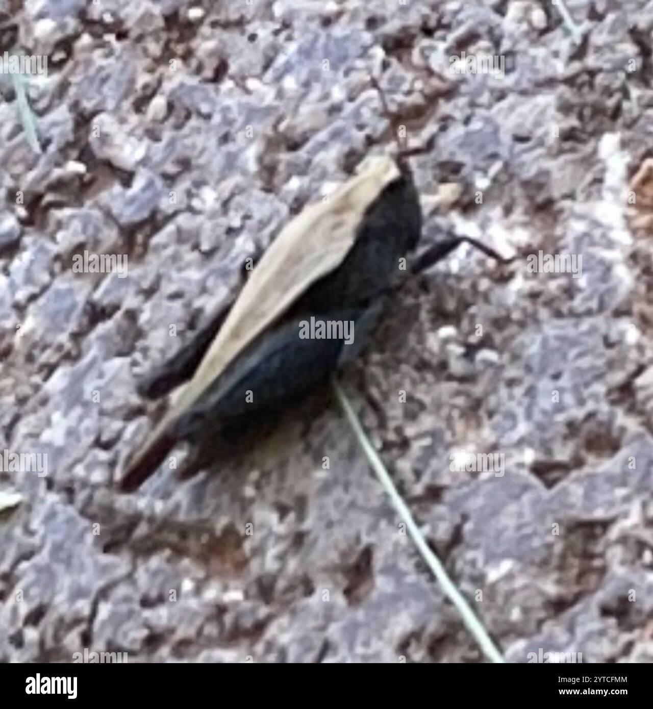 Black-sided Pygmy Grasshopper (Tettigidea lateralis Stock Photo - Alamy