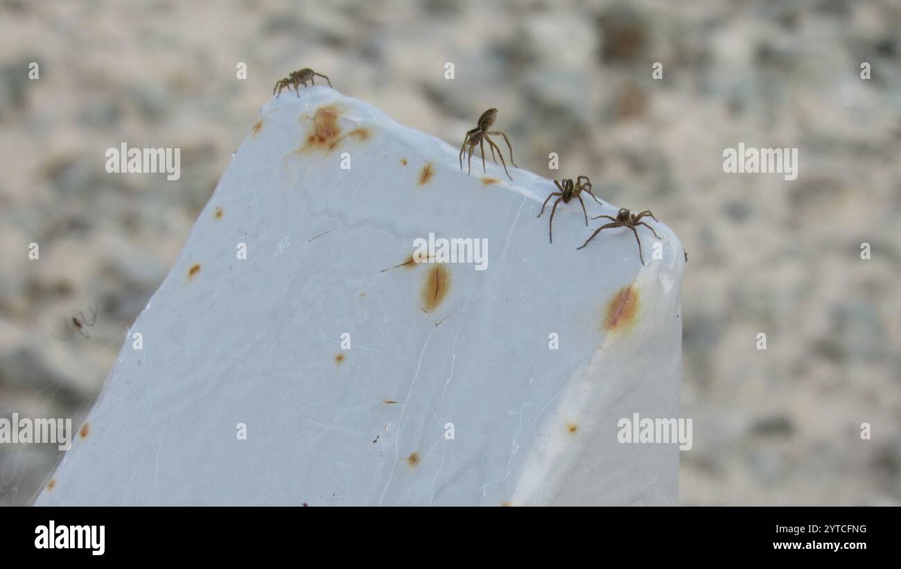 Wolf Spiders (Lycosidae Stock Photo - Alamy