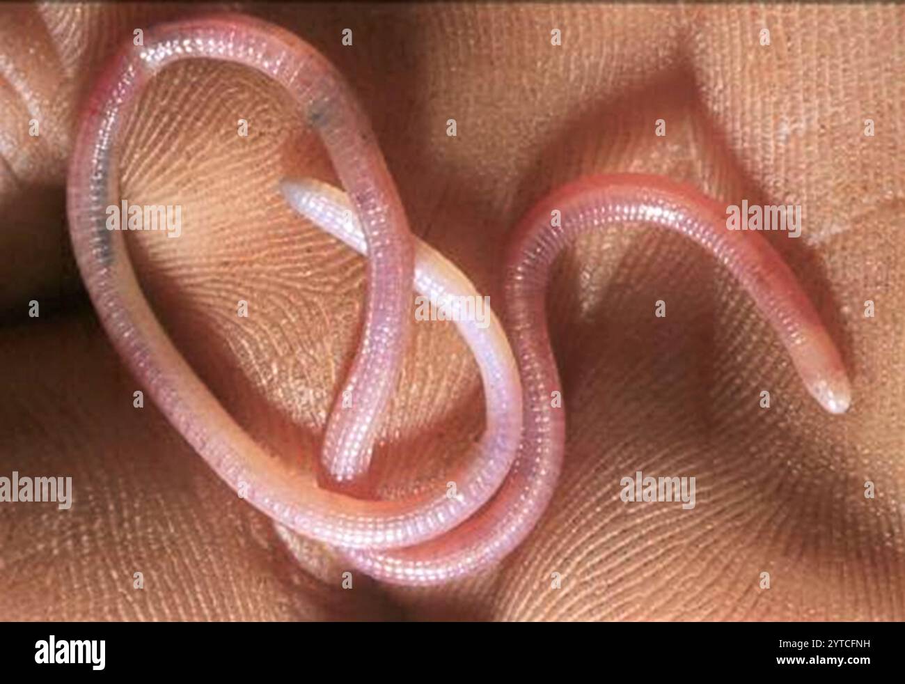 Cynisca hi-res stock photography and images - Alamy