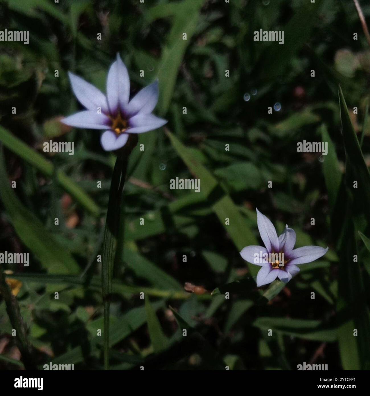 Pigroot hi-res stock photography and images - Alamy