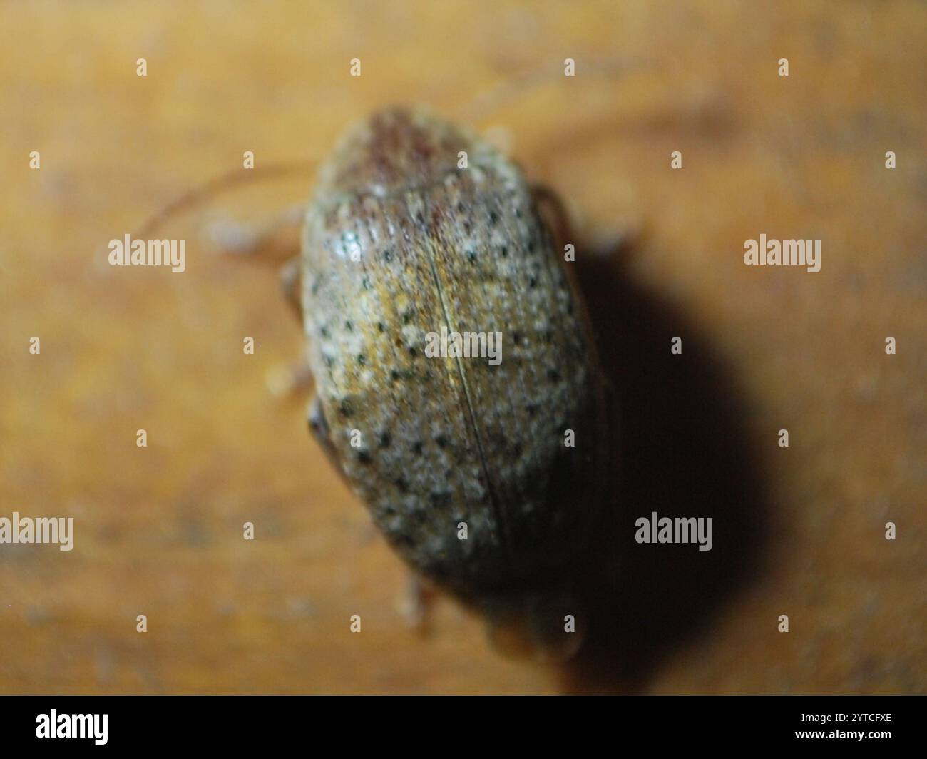 Locust Seed Beetle (Amblycerus robiniae Stock Photo - Alamy