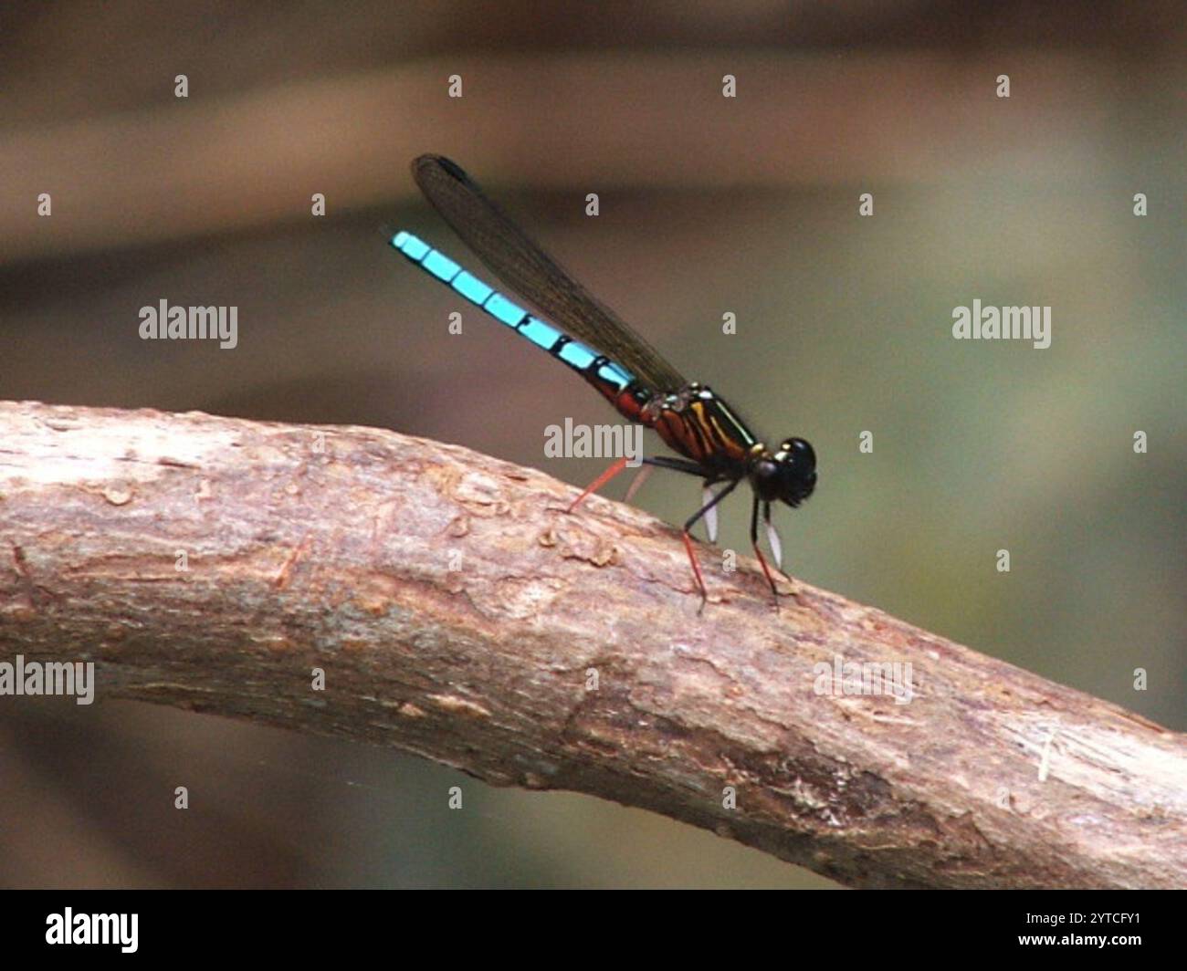 Dancing Jewel (Platycypha caligata Stock Photo - Alamy