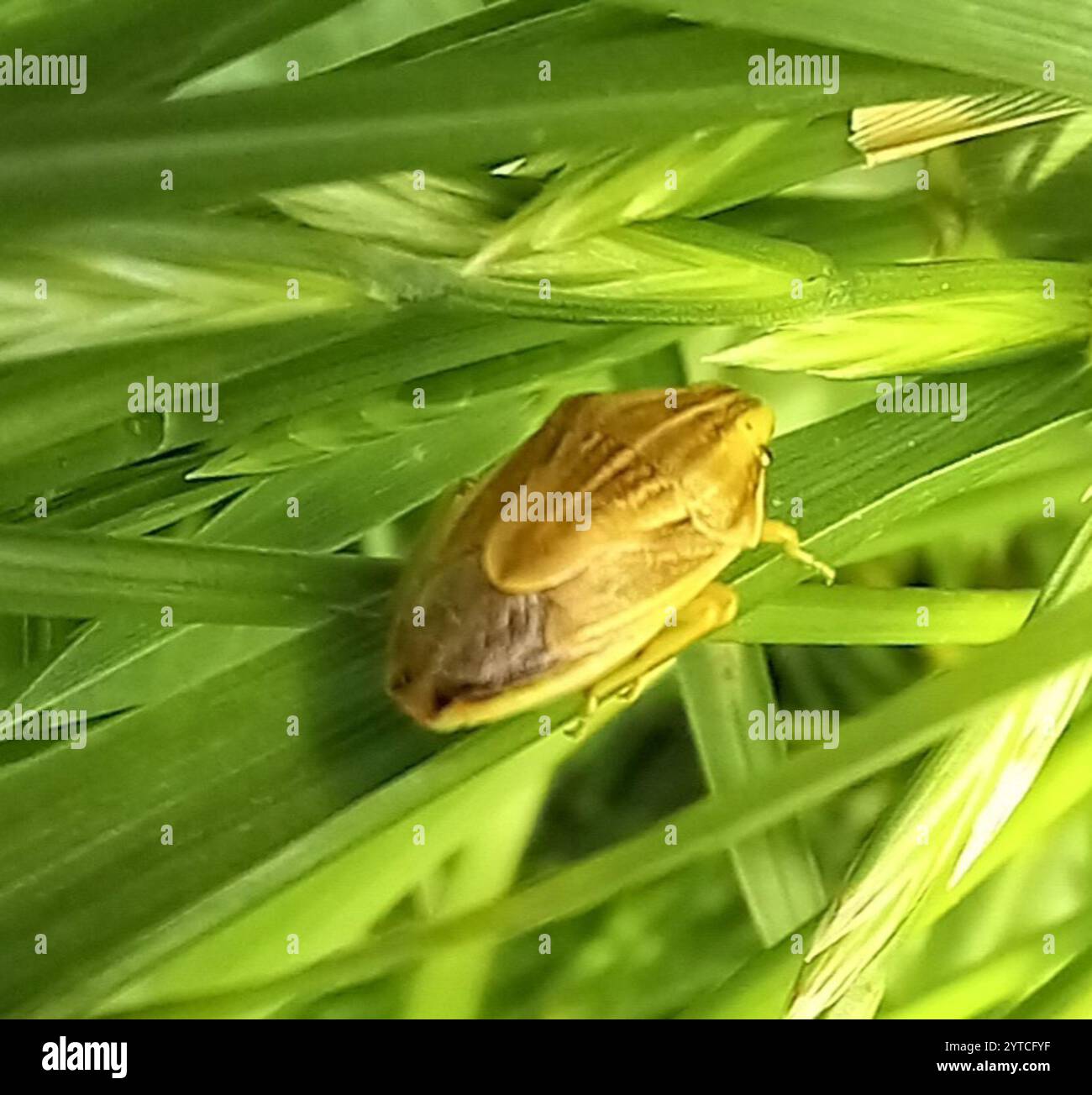 Bishop's Mitre Shield Bug (Aelia acuminata Stock Photo - Alamy