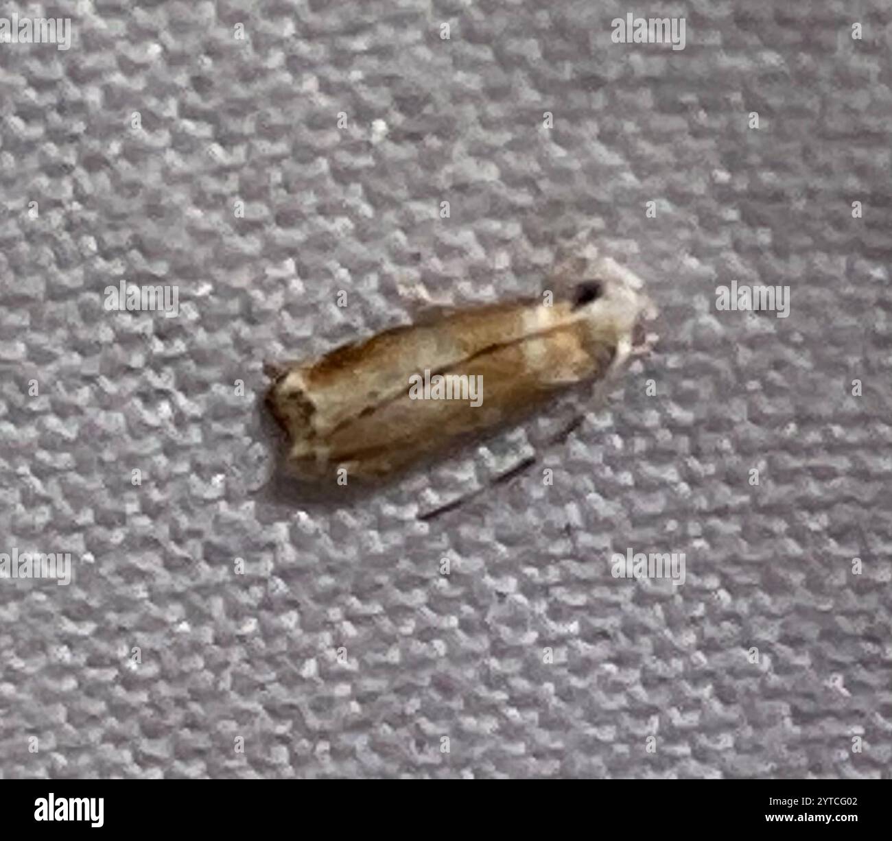 Hawaiian Dancing Moth (Dryadaula terpsichorella Stock Photo - Alamy