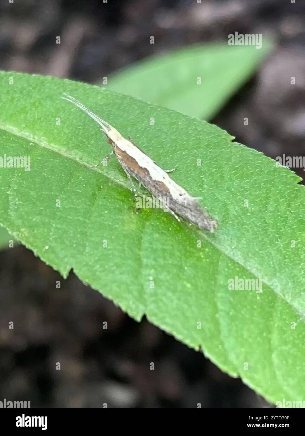 Diamondback Moth (Plutella xylostella Stock Photo - Alamy