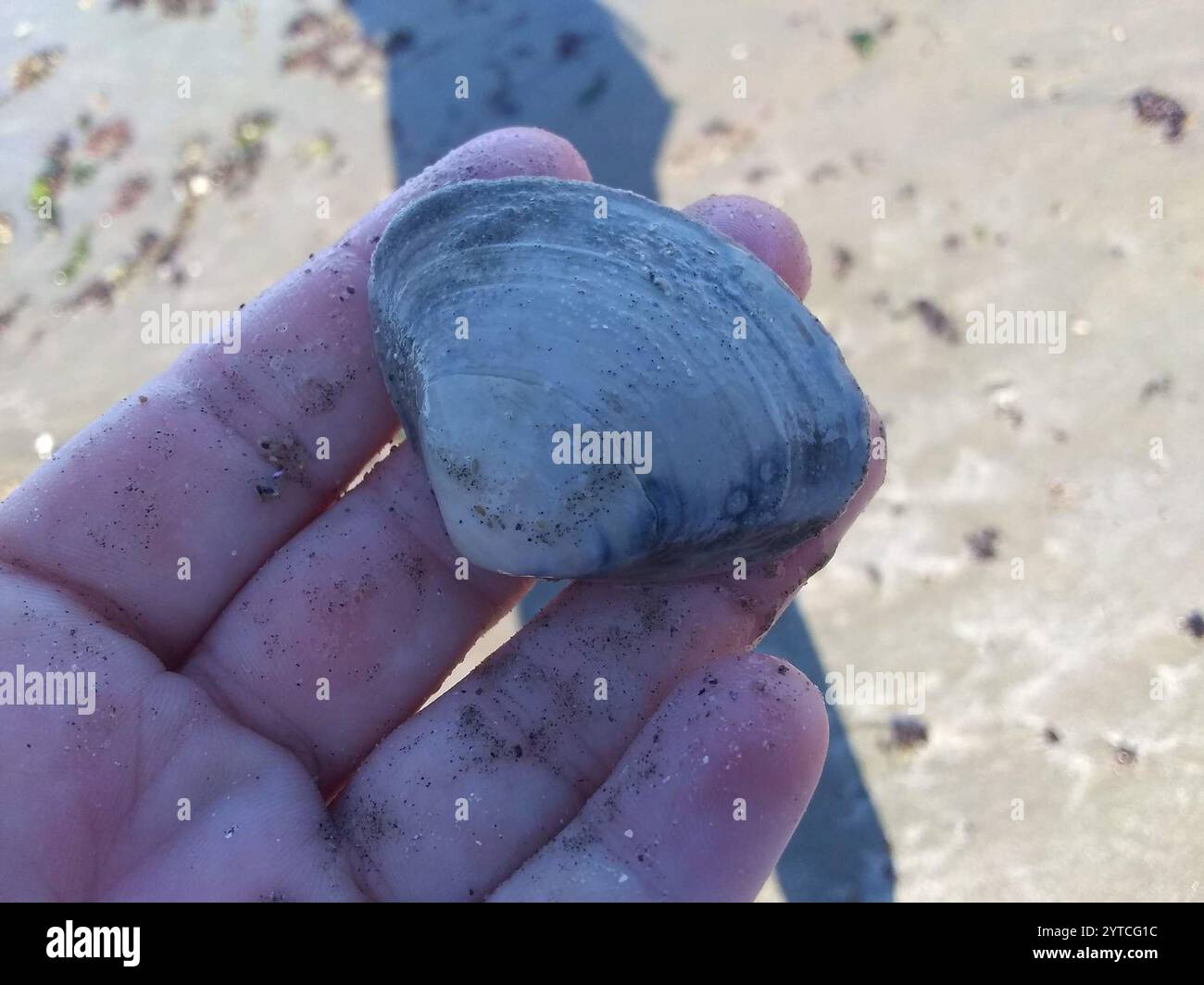 West Atlantic Surfclam (Spisula solidissima Stock Photo - Alamy