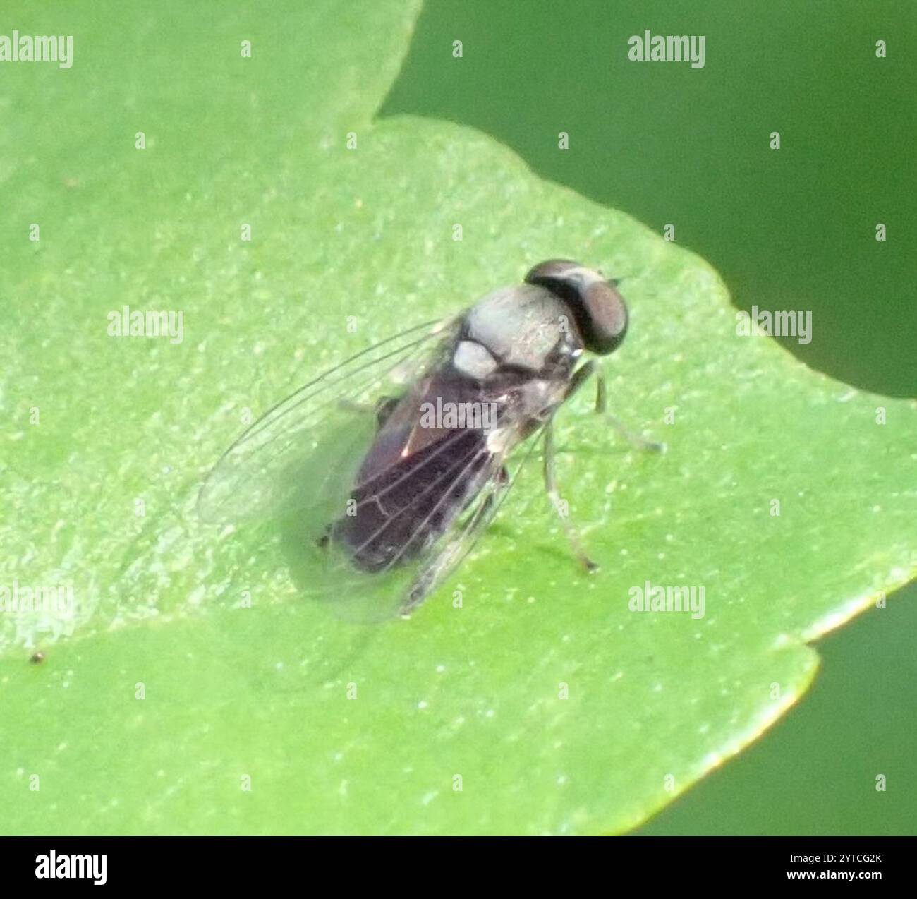 Flat-footed Flies (Platypezidae Stock Photo - Alamy