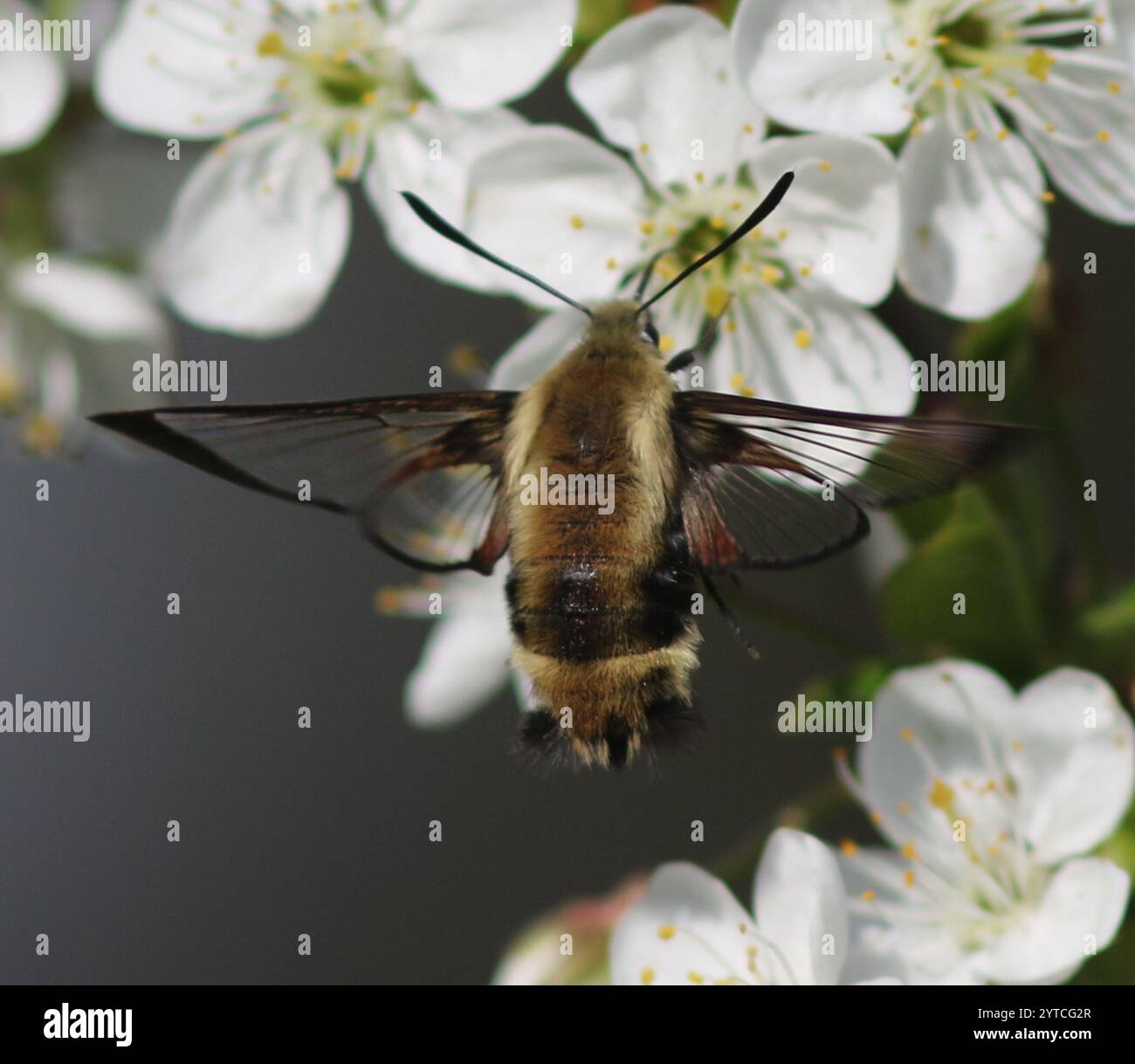 Clearwings and Bee Hawkmoths (Hemaris Stock Photo - Alamy