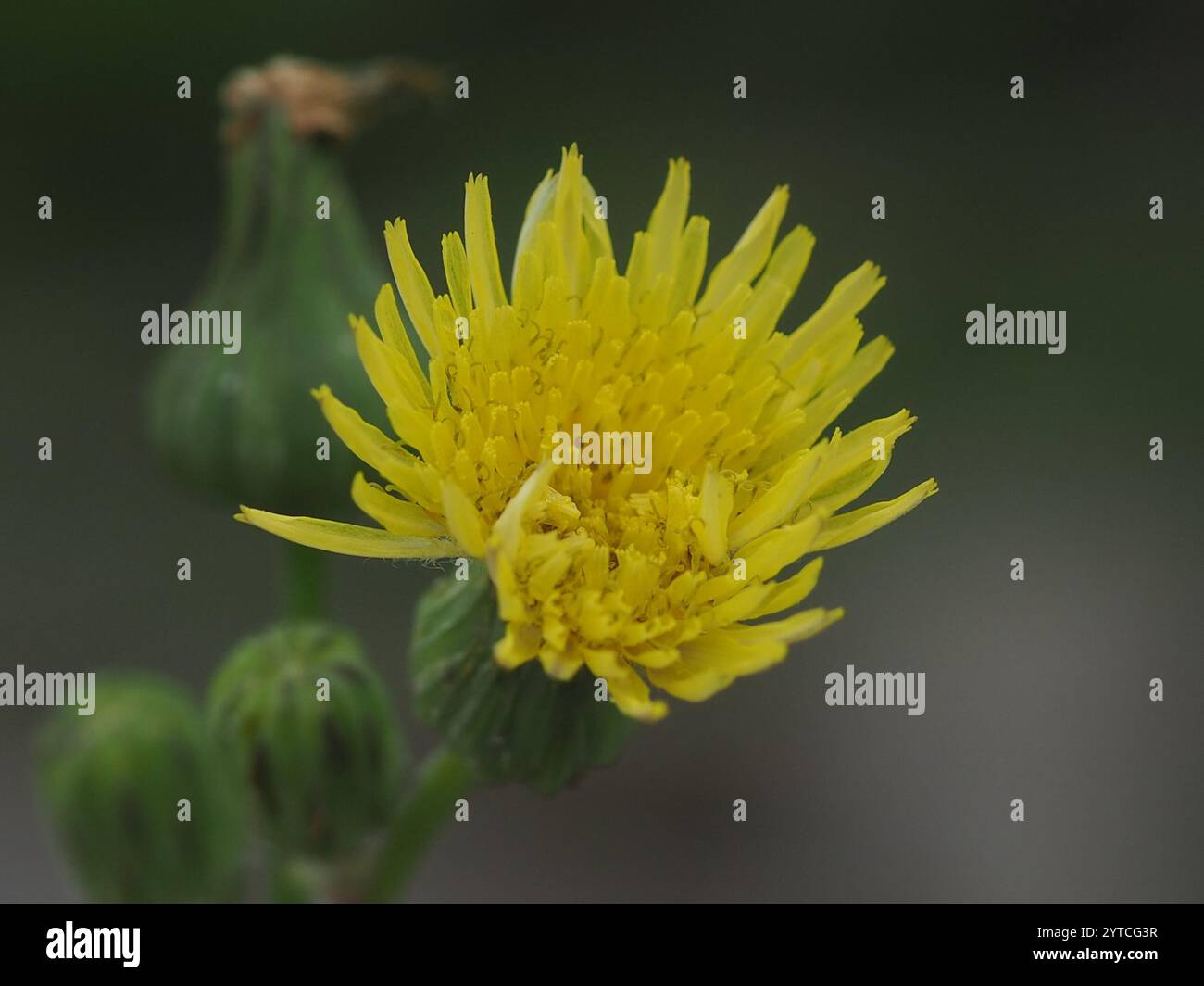 Common Sow-thistle (Sonchus oleraceus Stock Photo - Alamy