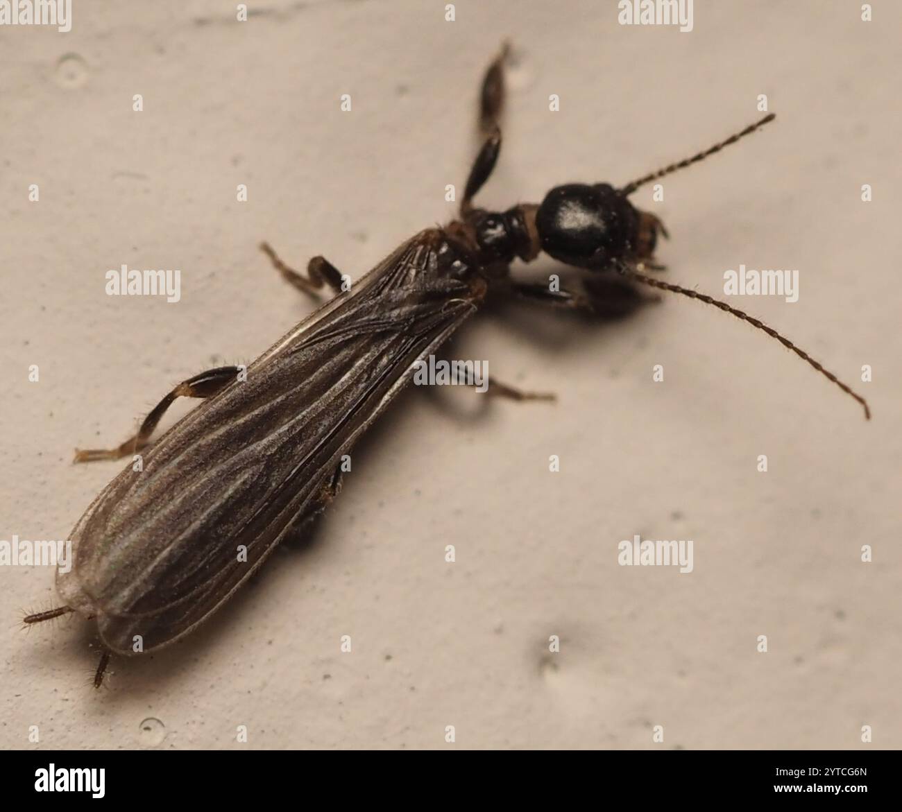 Black Webspinner (Oligotoma nigra Stock Photo - Alamy