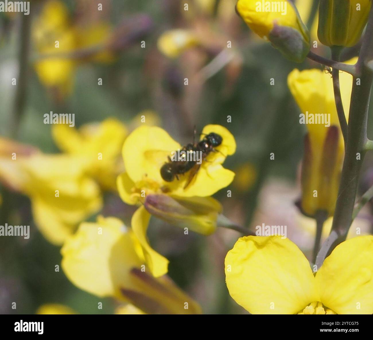 Small Carpenter Bees (Ceratina Stock Photo - Alamy
