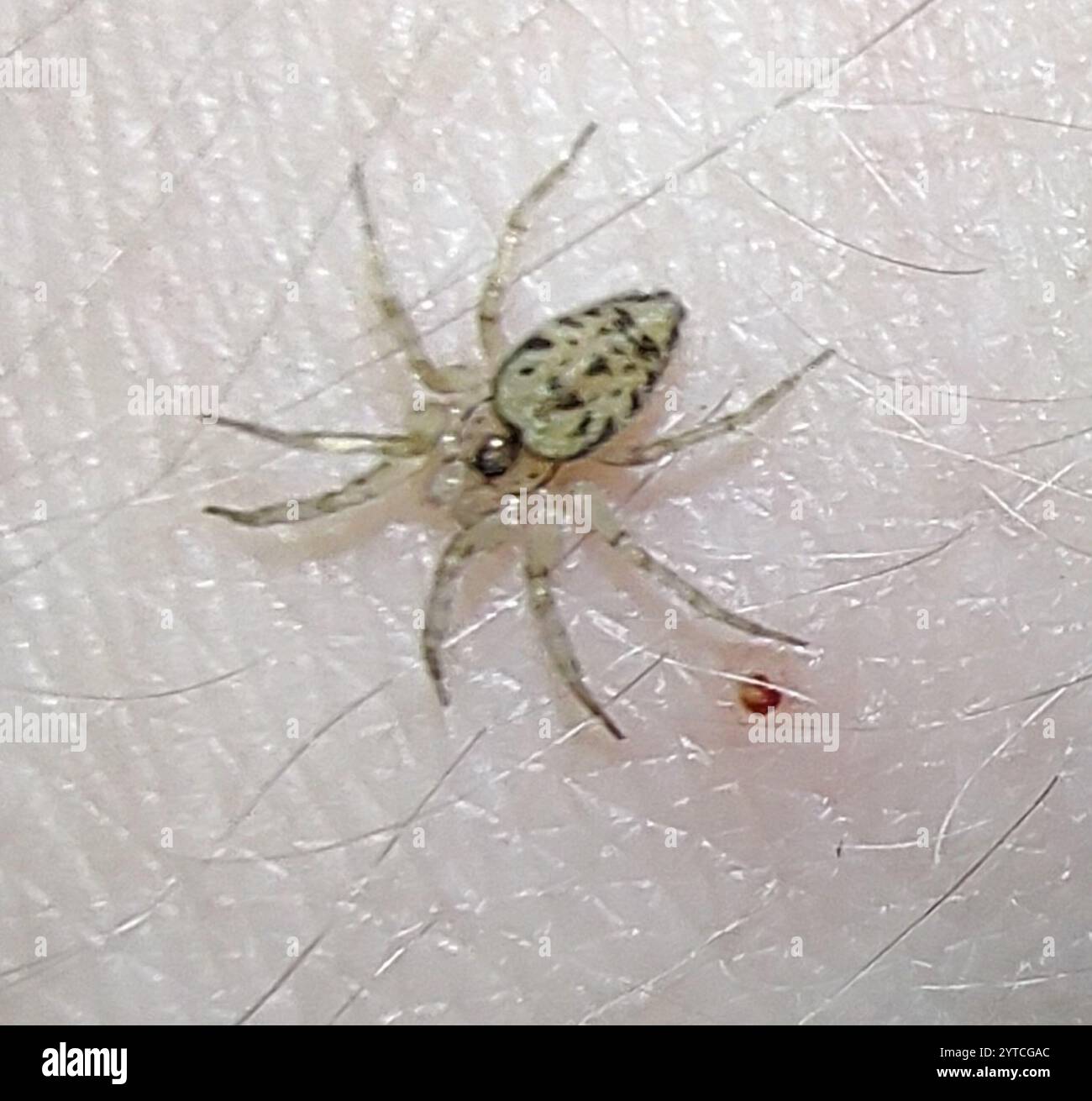 Oecobius navus hi-res stock photography and images - Alamy