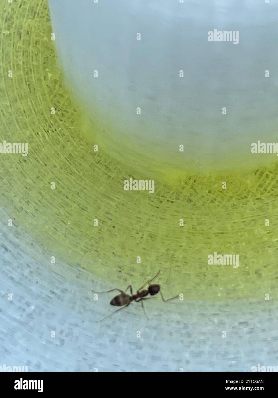 Linepithema argentine ant hi-res stock photography and images - Alamy