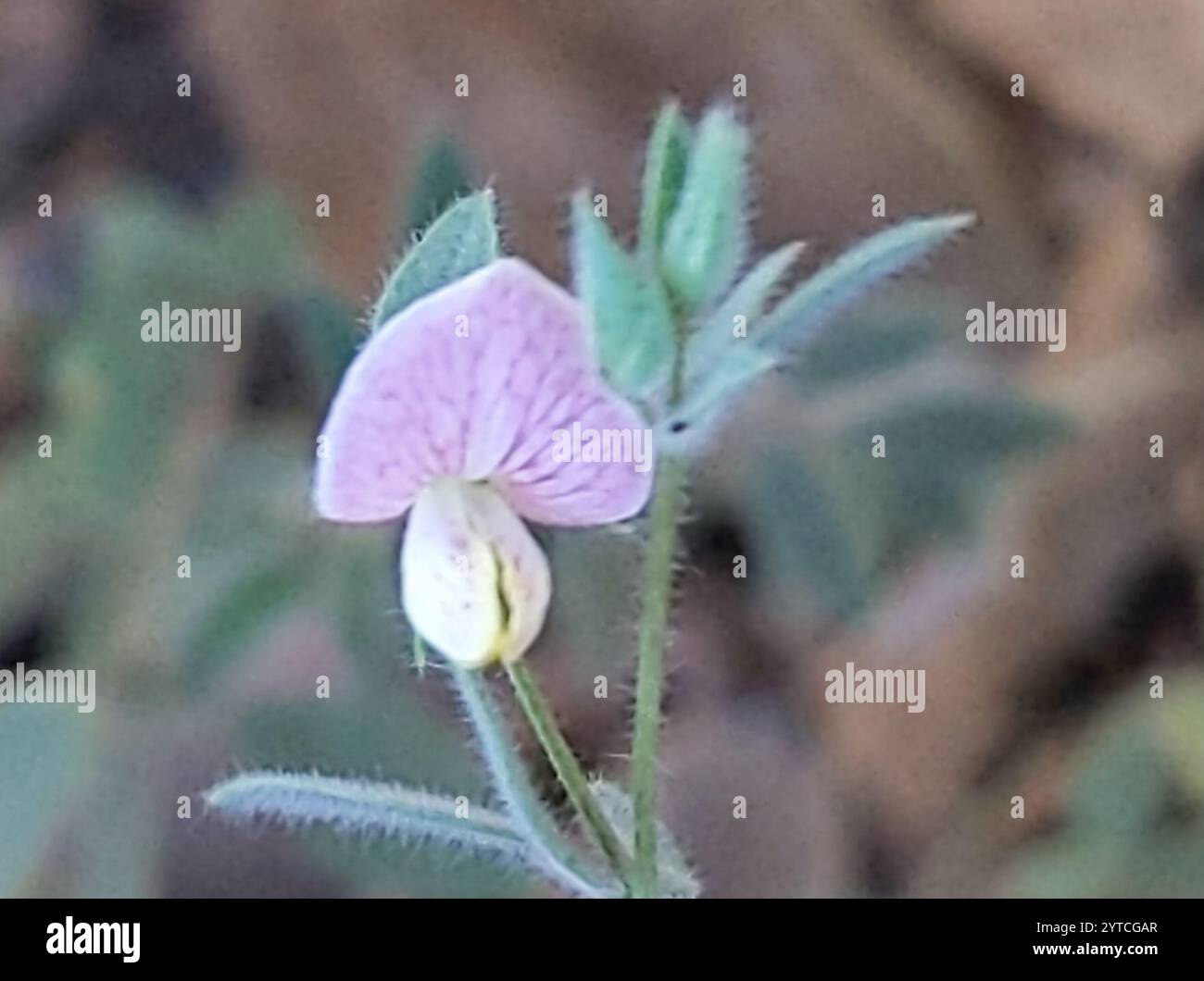 Acmispon americanus hi-res stock photography and images - Alamy
