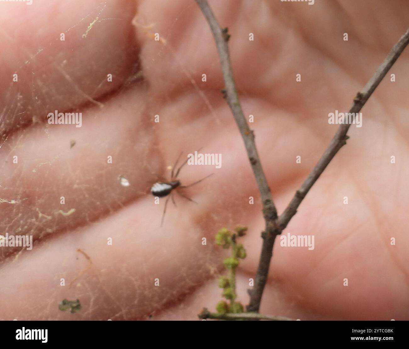 Bowl-and-doily Spider (Frontinella pyramitela Stock Photo - Alamy