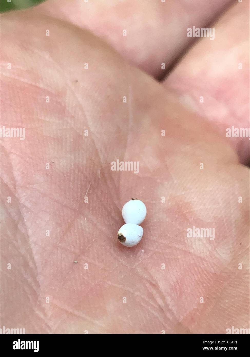 Soft-hair Marbleseed (Lithospermum bejariense Stock Photo - Alamy