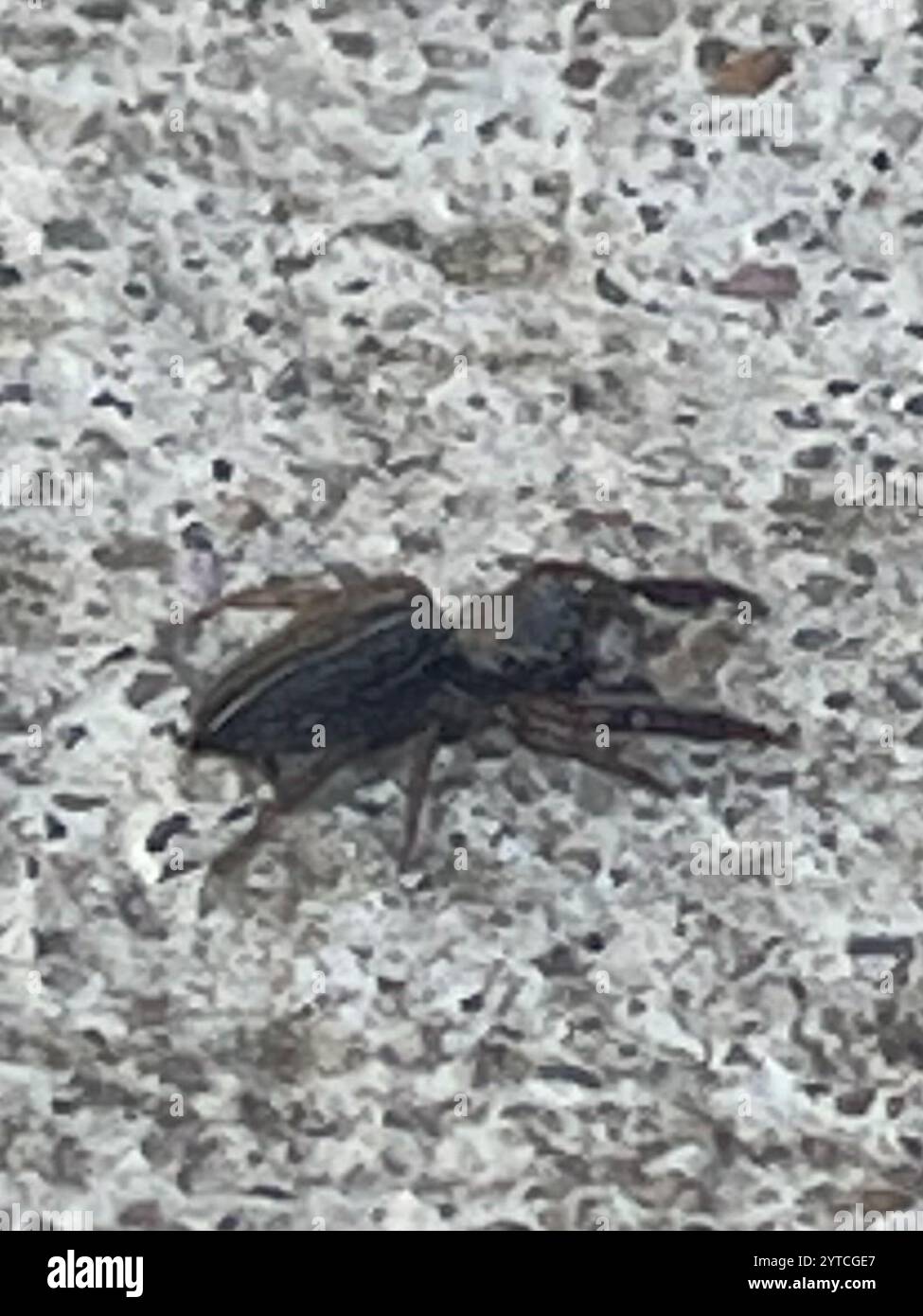 Four-lined Slender Jumping Spider (Marpissa lineata Stock Photo - Alamy