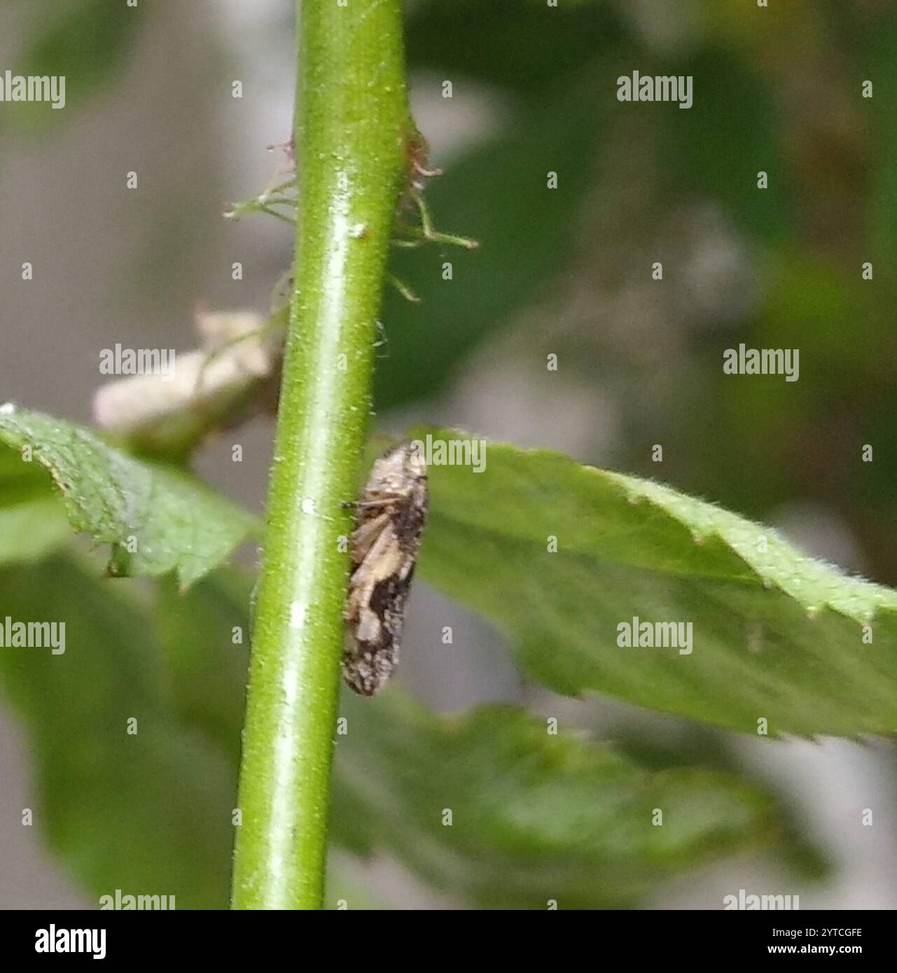 Meadow Spittlebug (Philaenus spumarius Stock Photo - Alamy