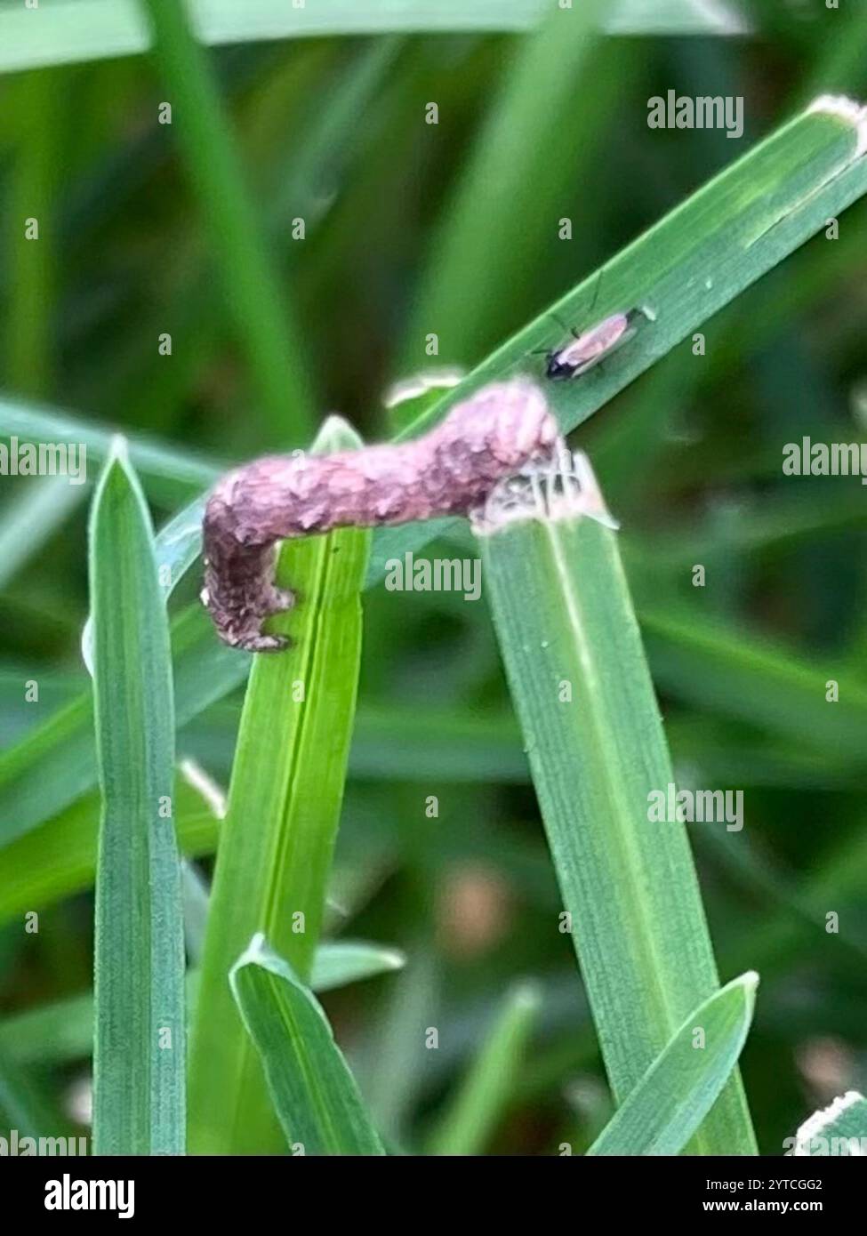 Gem Moth (Orthonama obstipata Stock Photo - Alamy