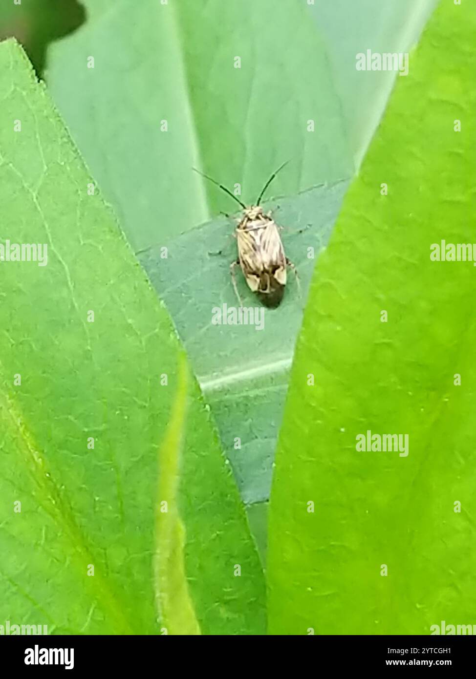 North American Tarnished Plant Bug (Lygus lineolaris Stock Photo - Alamy