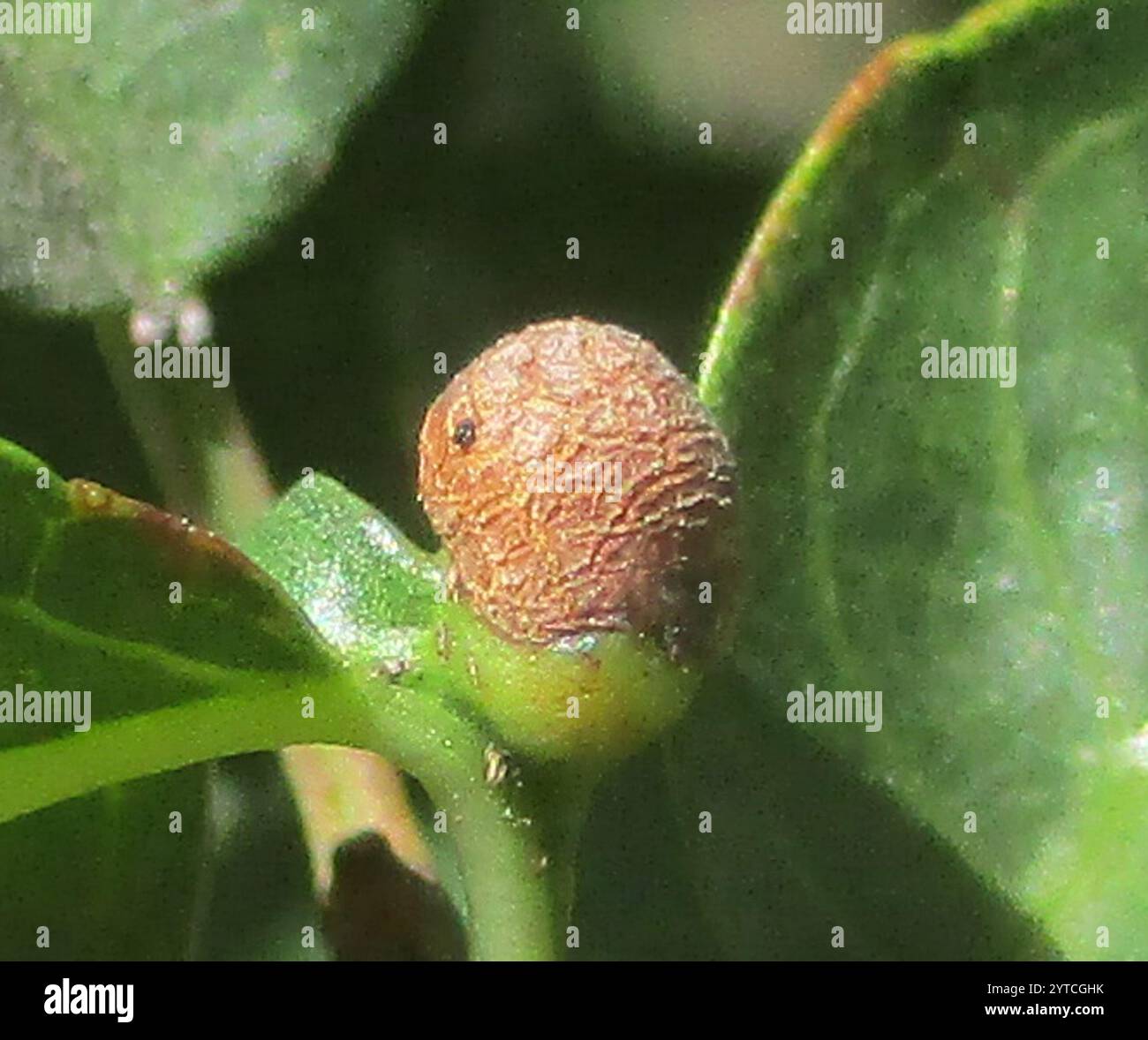tamboti (Spirostachys africana Stock Photo - Alamy