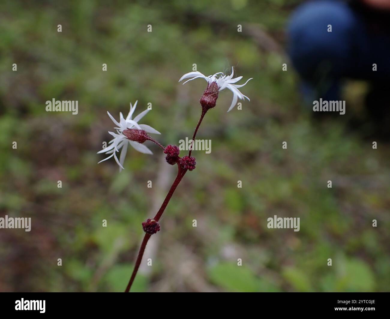 Bulbous woodland star (Lithophragma glabrum Stock Photo - Alamy