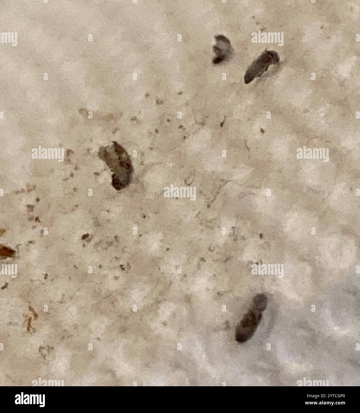 Deathwatch, Spider, and Wood-borer Beetles (Ptinidae Stock Photo - Alamy