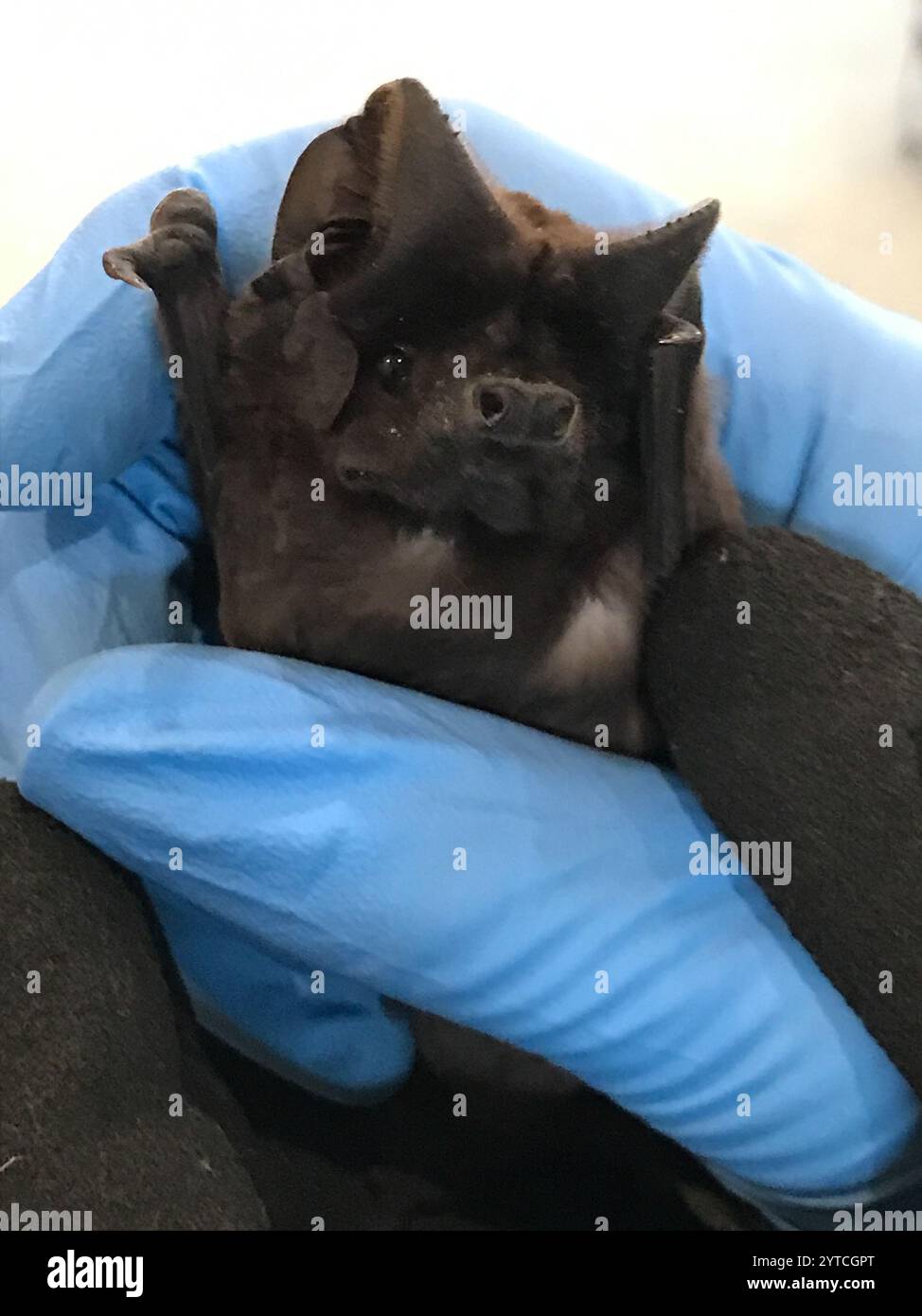 White-striped Free-tailed Bat (Austronomus australis Stock Photo - Alamy