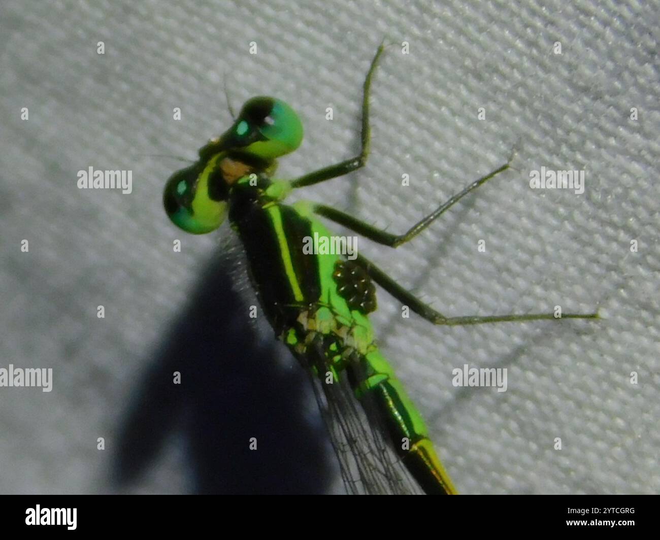 Hydrachnidia hi-res stock photography and images - Alamy