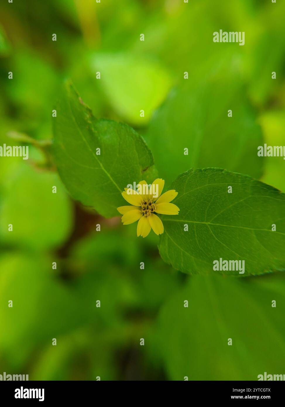 straggler daisy (Calyptocarpus vialis Stock Photo - Alamy