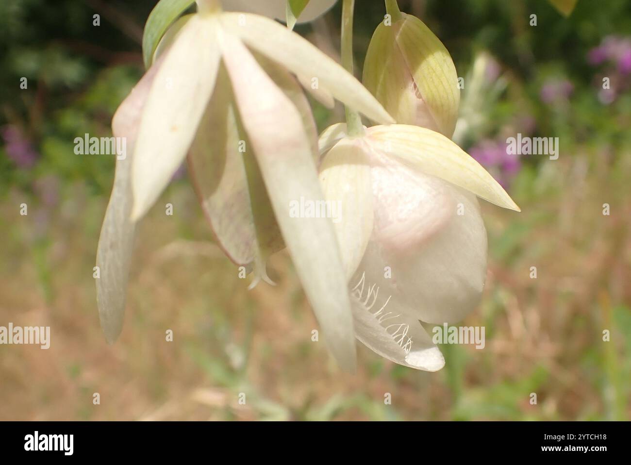 White Globe Lily (Calochortus albus Stock Photo - Alamy