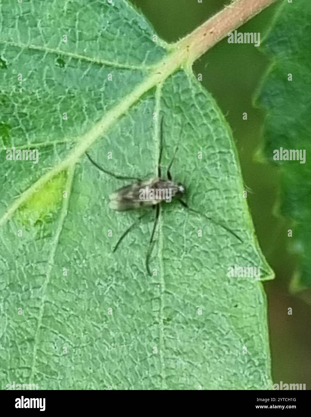 Non-biting Midges (Chironomidae Stock Photo - Alamy