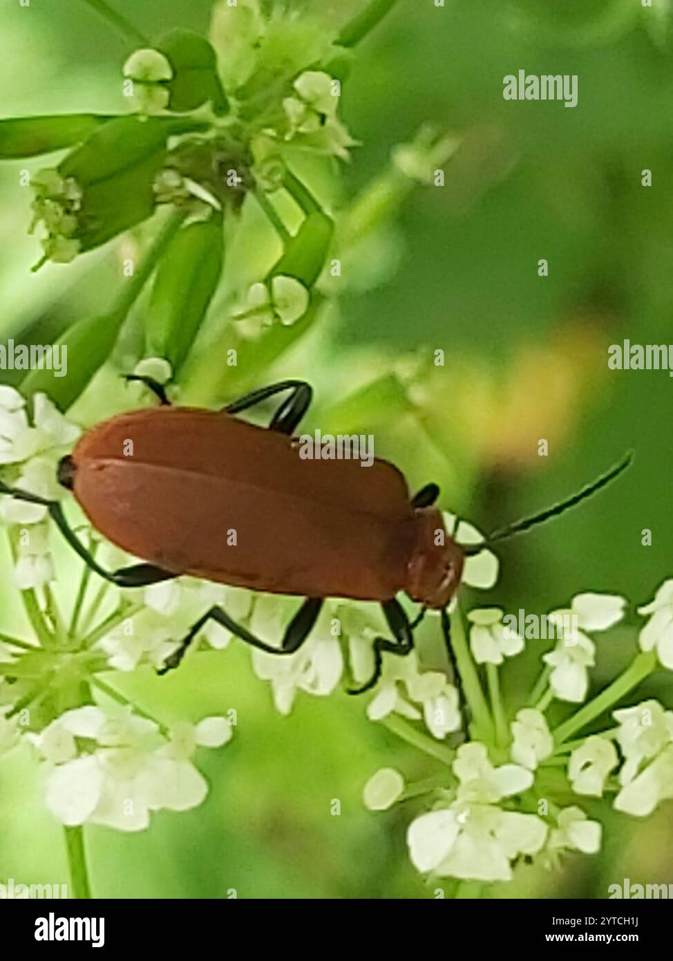 Common Cardinal Beetle (Pyrochroa serraticornis Stock Photo - Alamy