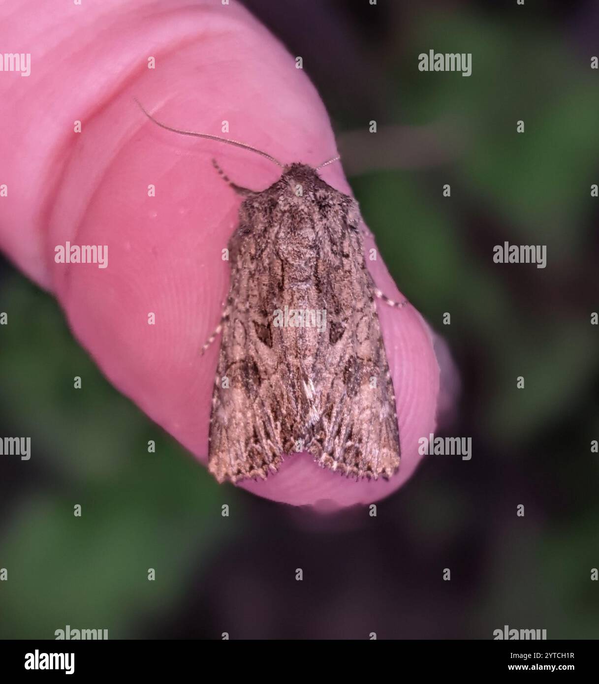 Nutmeg Moth (Anarta trifolii Stock Photo - Alamy