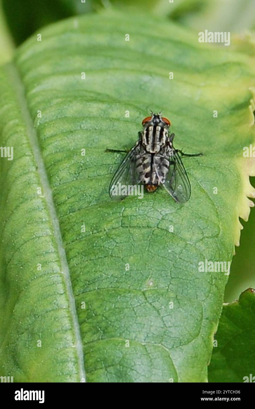 Common Flesh Flies (Sarcophaga Stock Photo - Alamy