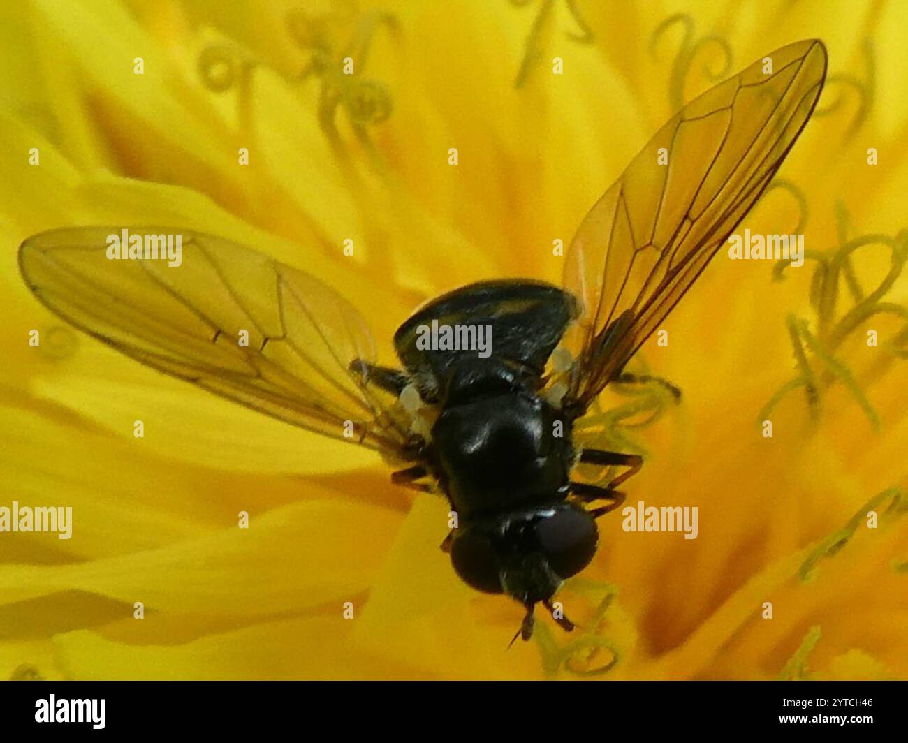 Four-spotted Pipiza (Pipiza quadrimaculata Stock Photo - Alamy