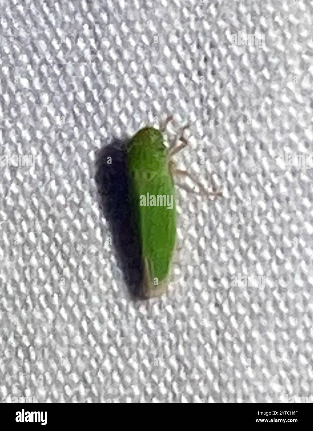 Common Green Leafhopper (Hortensia similis Stock Photo - Alamy