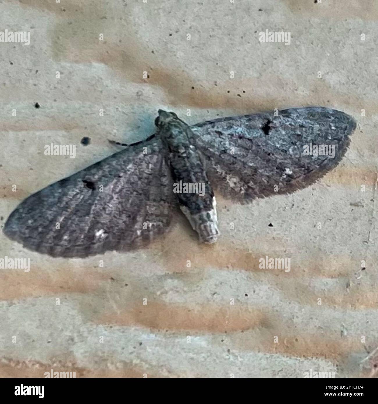 Common eupithecia hi-res stock photography and images - Alamy