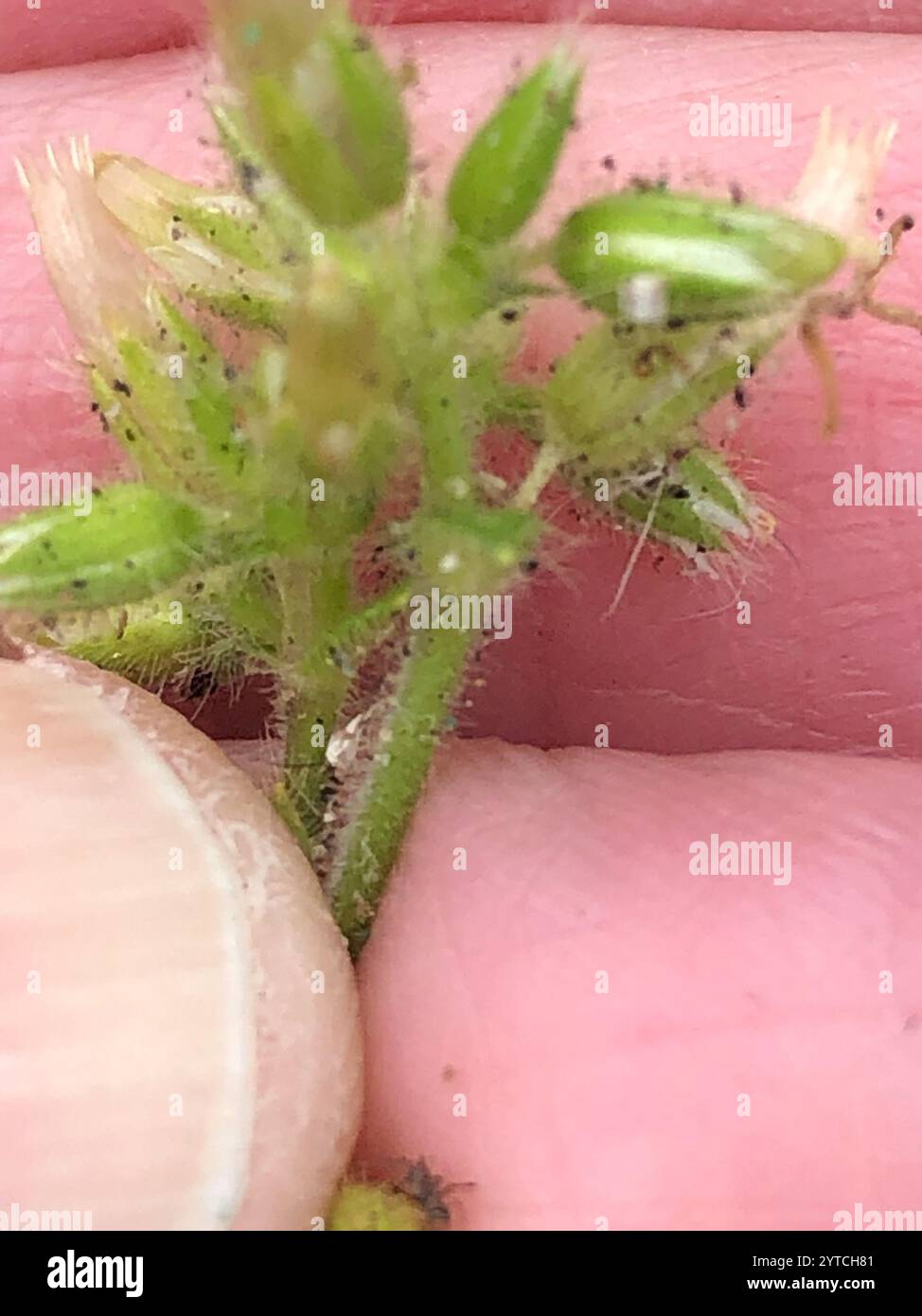 Sticky mouse-ear chickweed (Cerastium glomeratum Stock Photo - Alamy