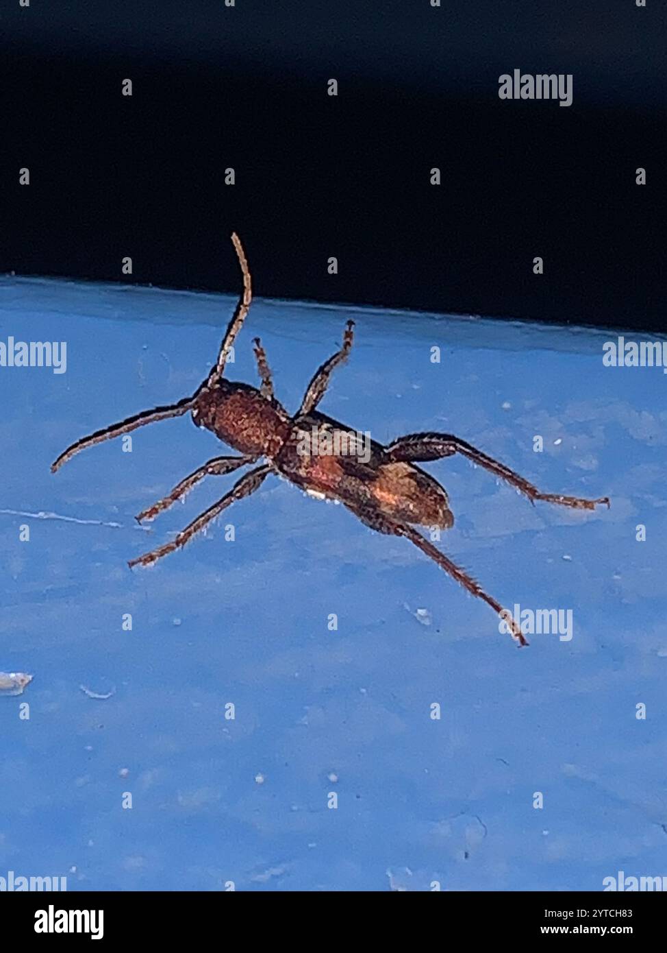 Rustic Borer (Xylotrechus colonus Stock Photo - Alamy
