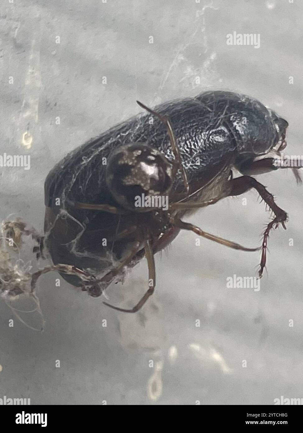 Triangulate Combfoot (Steatoda triangulosa Stock Photo - Alamy