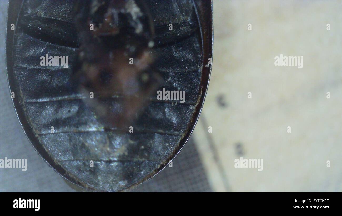 Ground and Water Beetles (Adephaga Stock Photo - Alamy