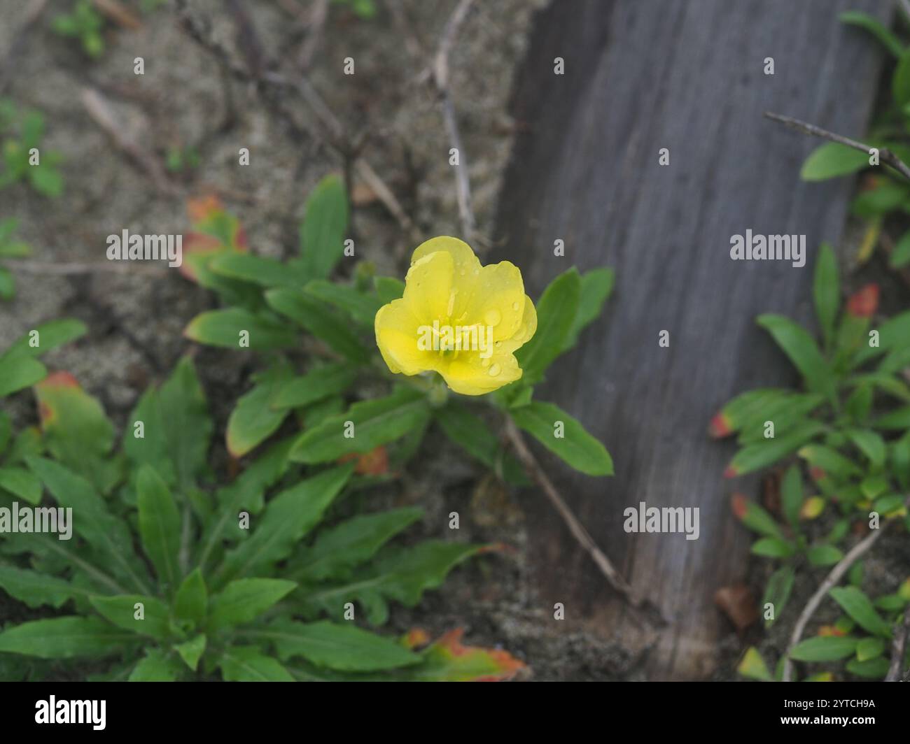 cutleaf evening primrose (Oenothera laciniata Stock Photo - Alamy