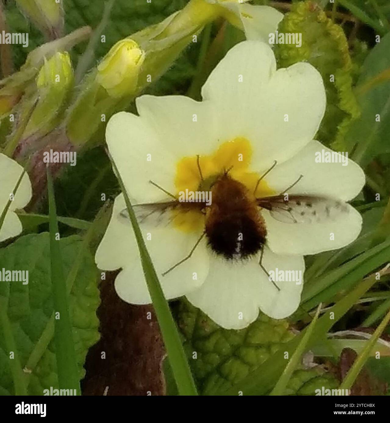 Dotted bee fly hi-res stock photography and images - Alamy
