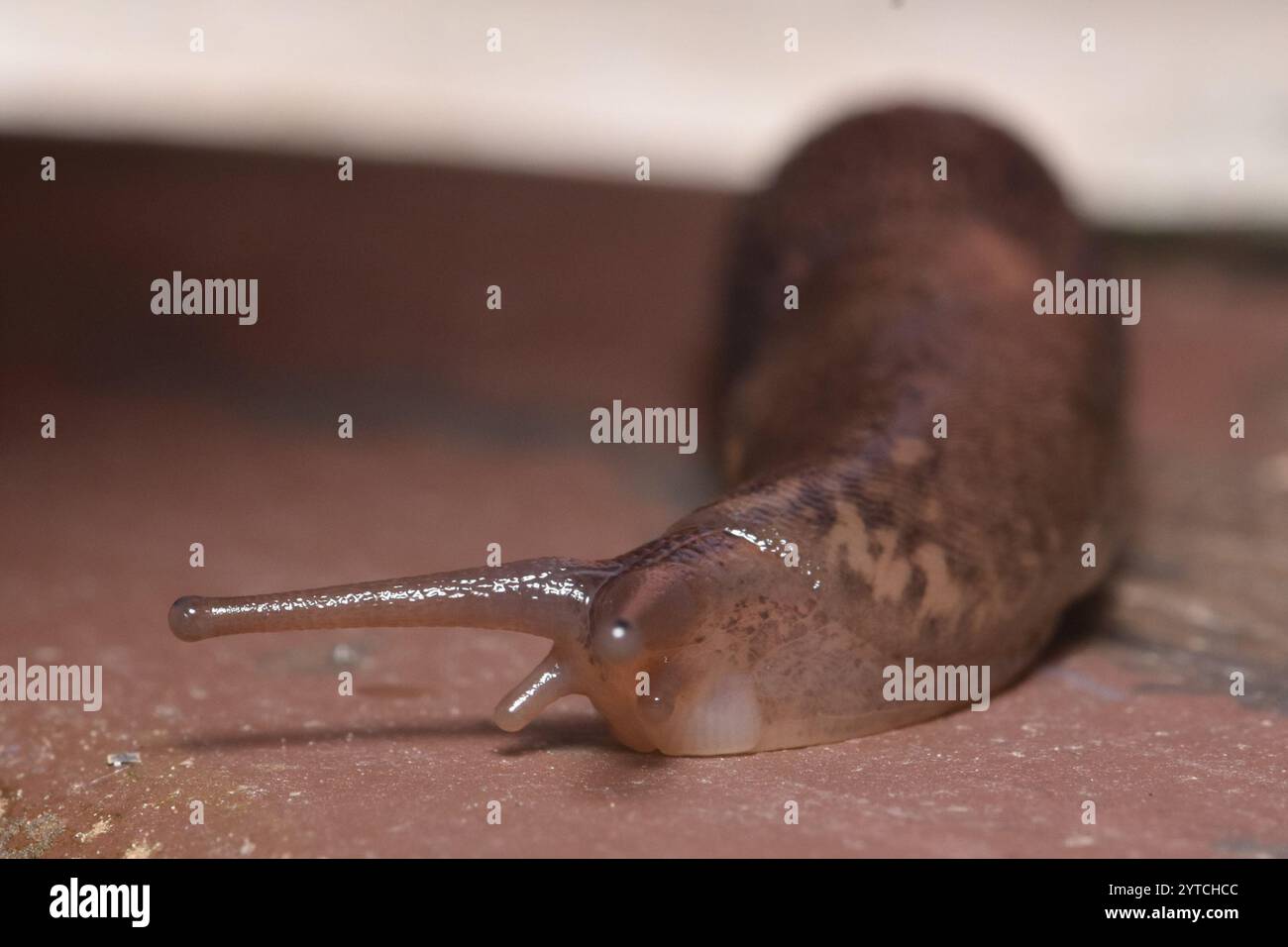 Leopard Slug (Limax maximus Stock Photo - Alamy