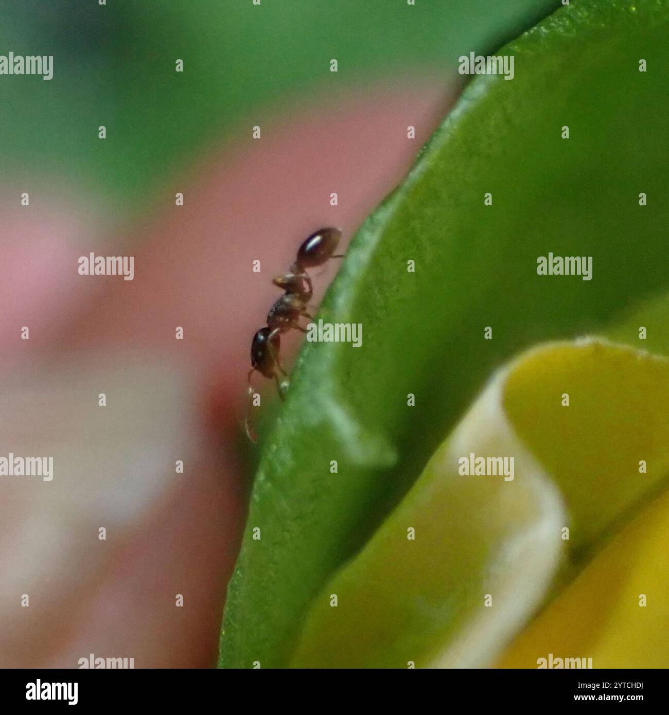 Acorn Ants and Allies (Temnothorax Stock Photo - Alamy