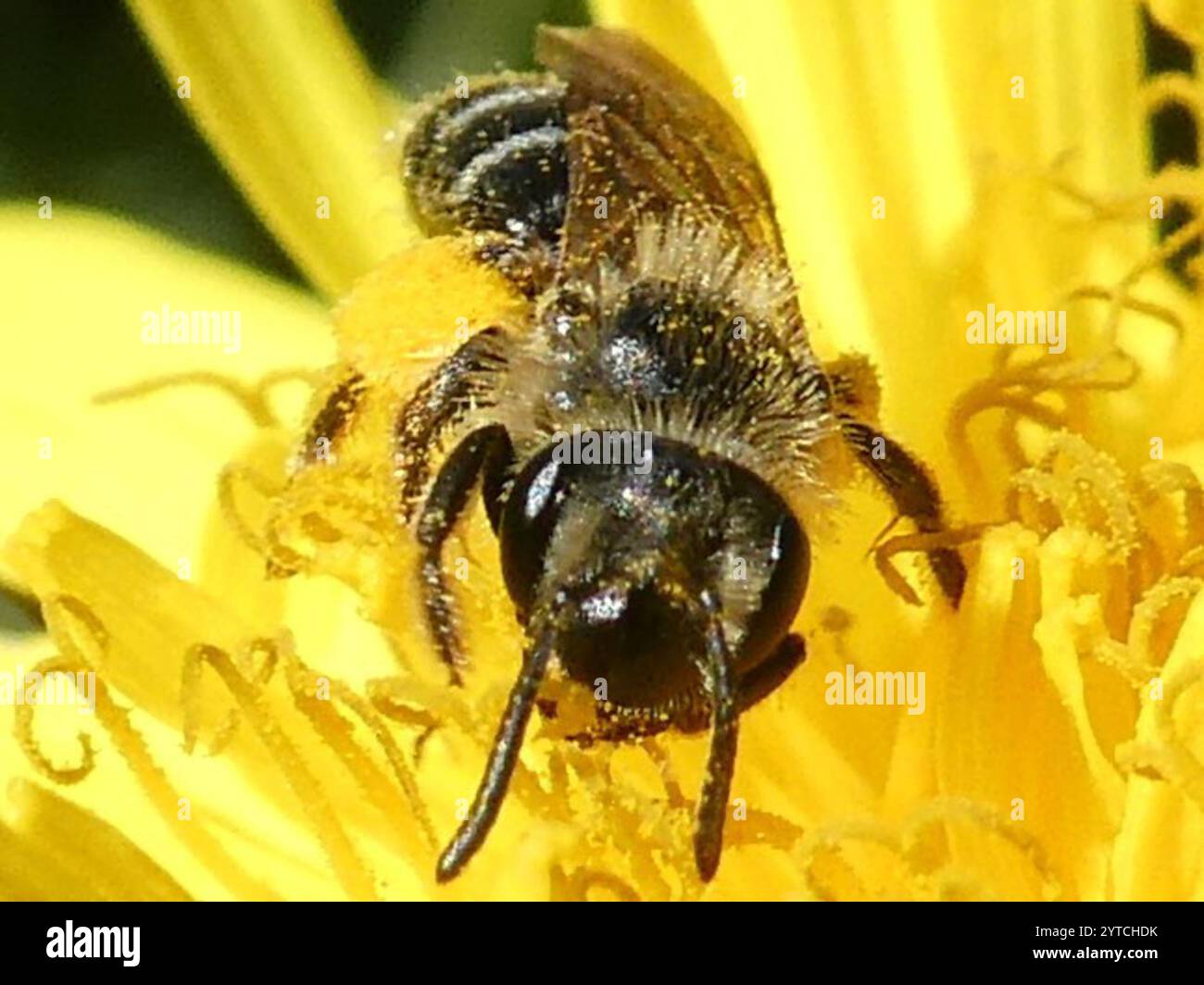 Mining Bees (Andrena Stock Photo - Alamy